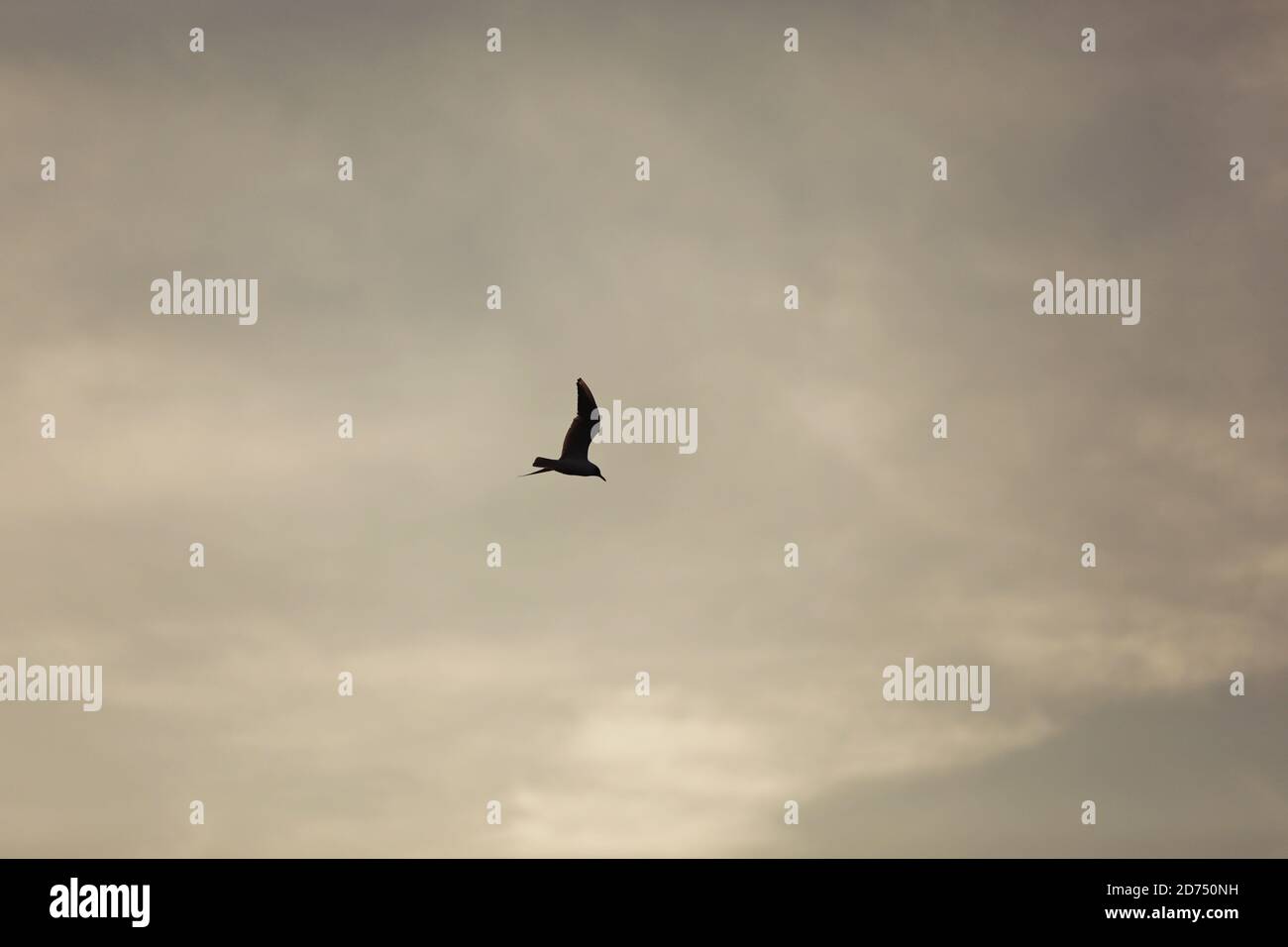 Beautiful Seagull silhouette flying on the sunset cloudy sky background ...