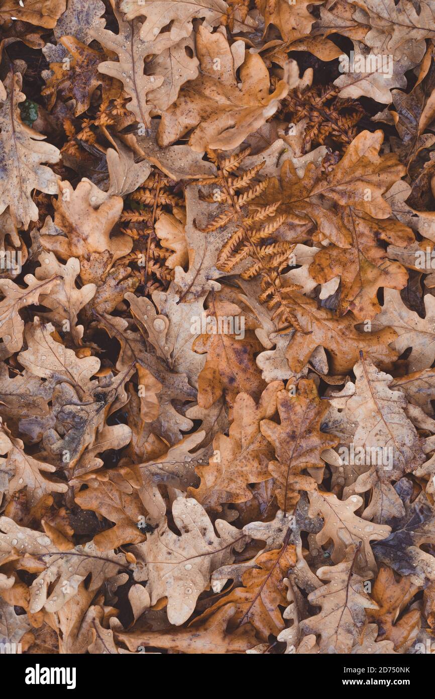 Background texture of fallen brown oak tree leaves, toned Stock Photo ...
