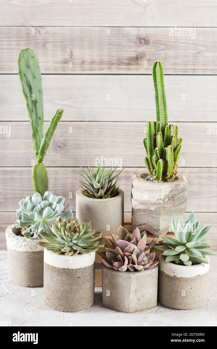 collection of succulents on a light colored table, close-up image Stock ...