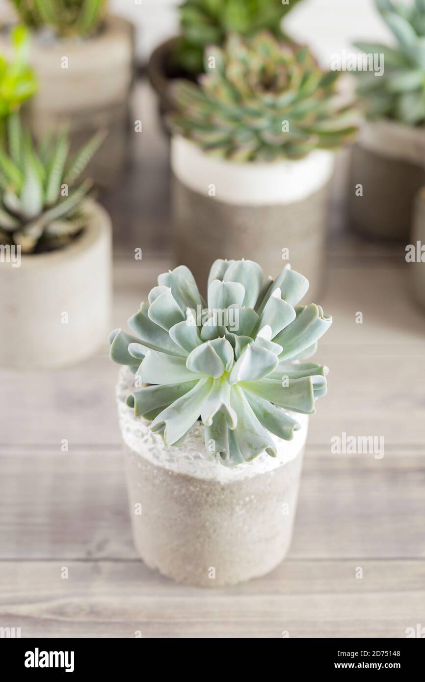 collection of succulents on a light colored table, close-up image Stock ...