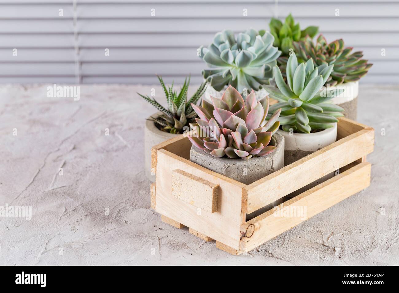 collection of succulents on a light colored table, close-up image Stock ...