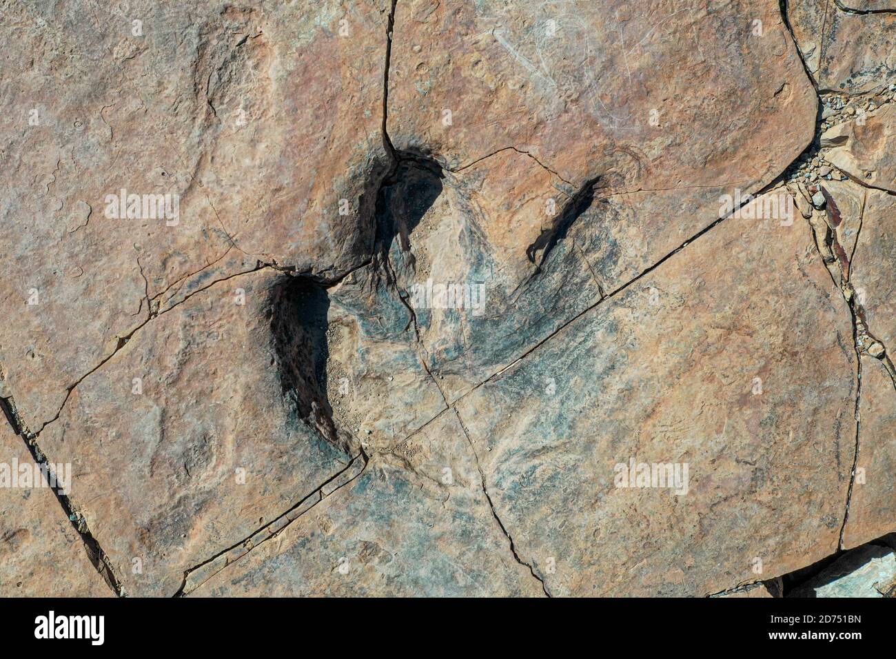 Footprint of a hadrosaur 'duckbill', a fossilized dinosaur on flagstone ...