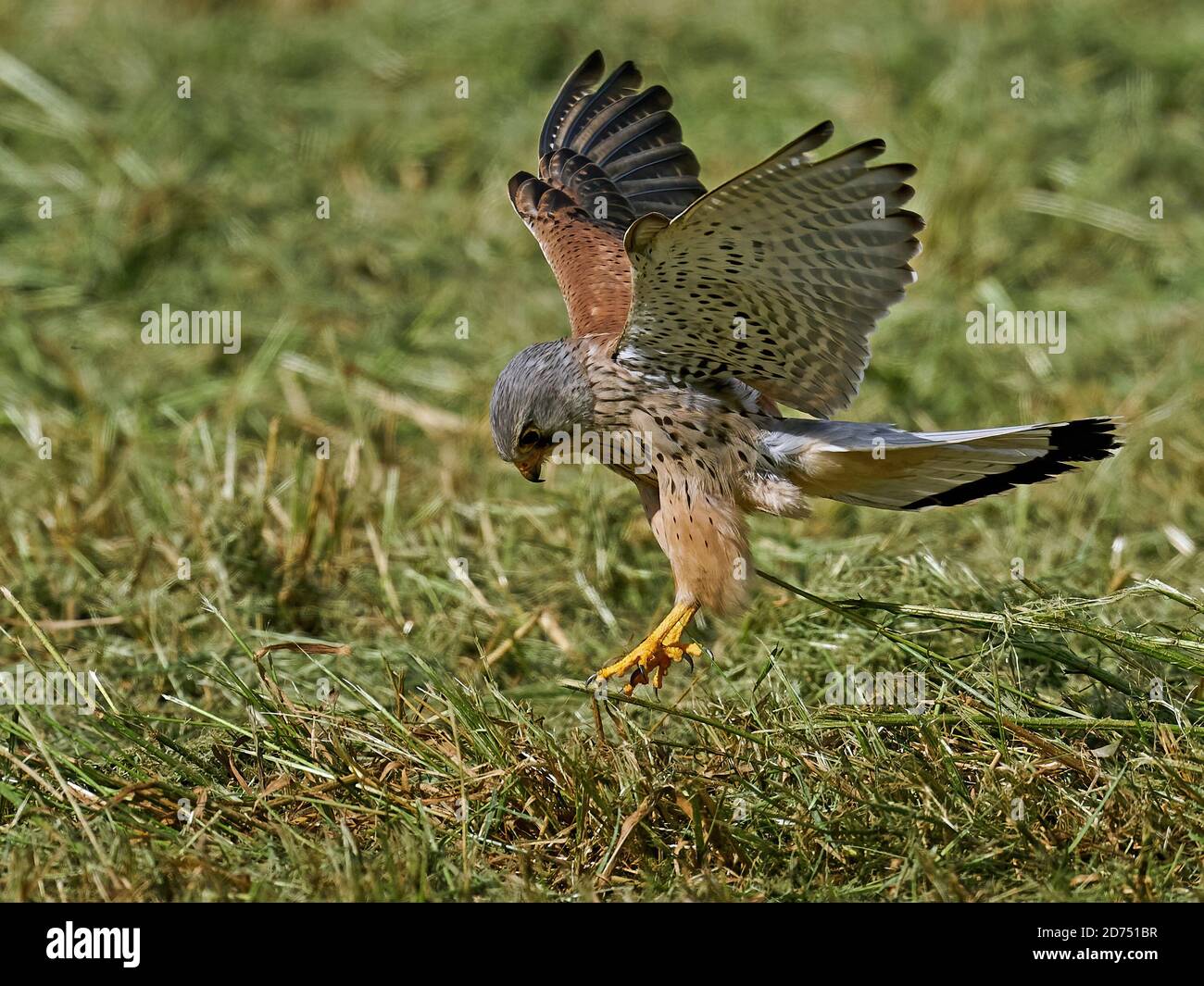 Common kestrel in its natural enviroment in Denmark Stock Photo - Alamy