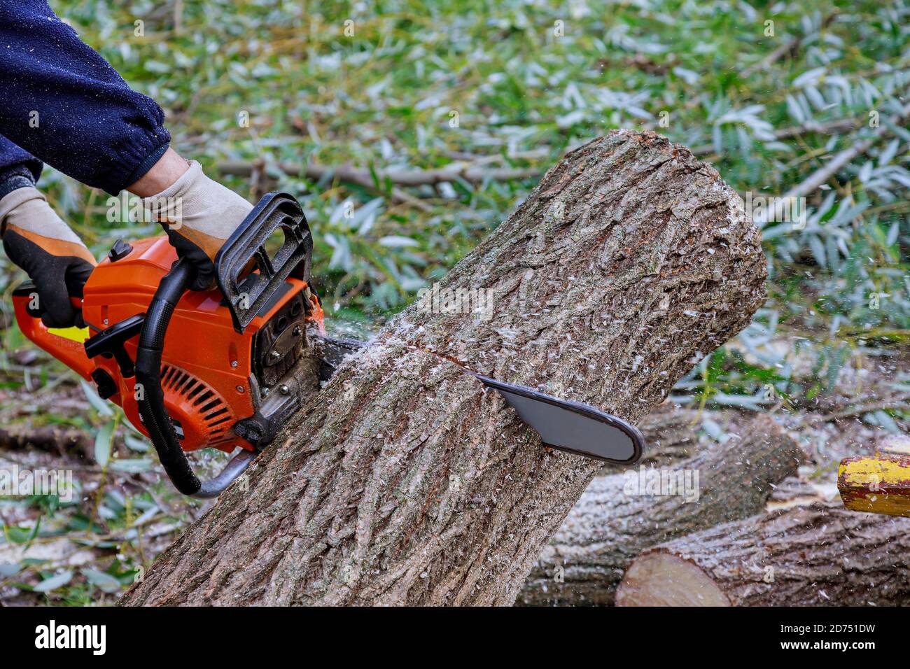 A tree falling in the cut a tree with a chainsaw broken the tree after ...