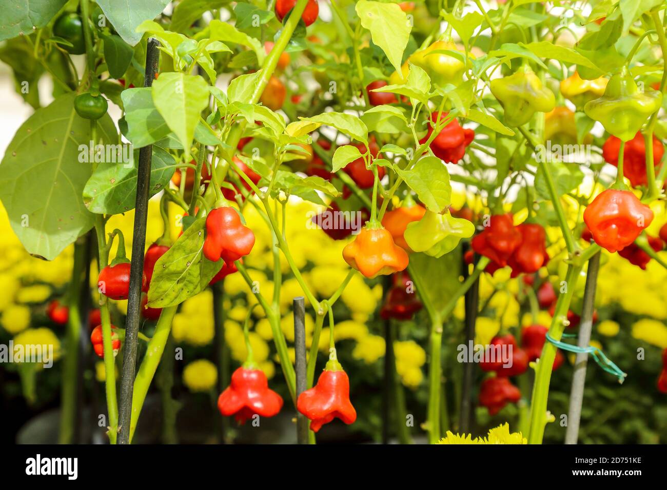Growing green peppers hi-res stock photography and images - Alamy