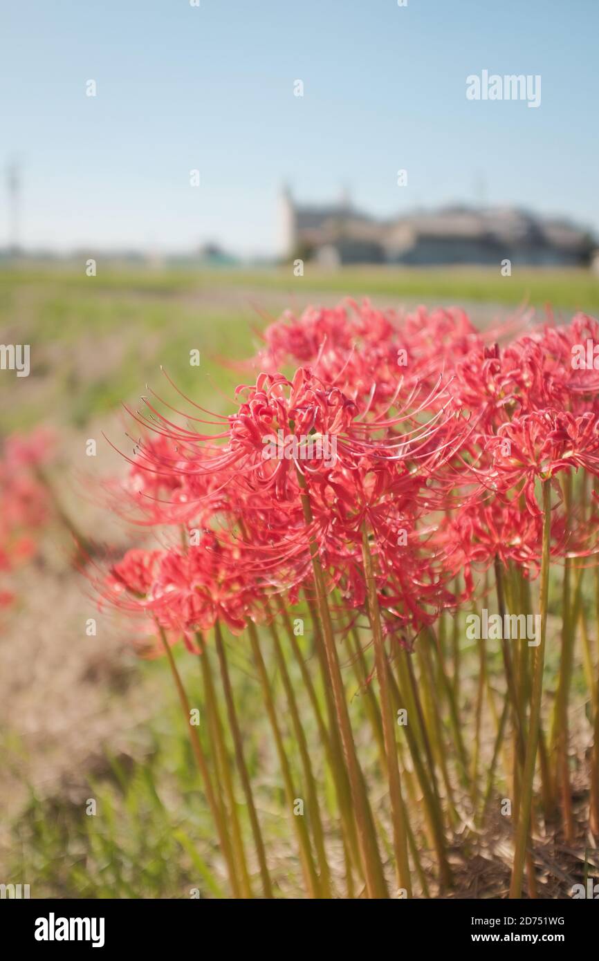 Closeup of red spider lily flowers in the field Stock Photo - Alamy