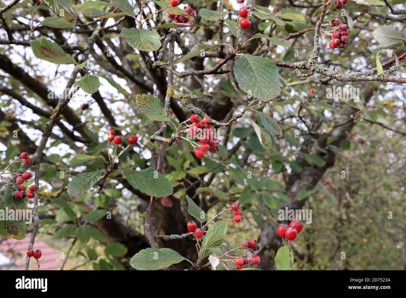 Beautiful red berries ripen on the branches Stock Photo - Alamy