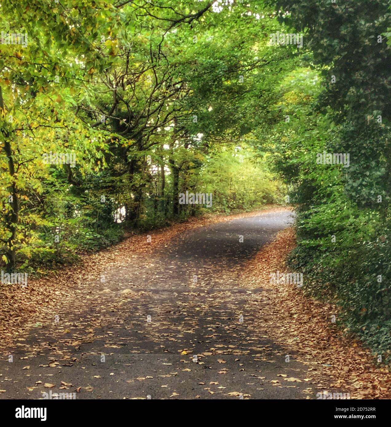 Oark trees hi-res stock photography and images - Alamy