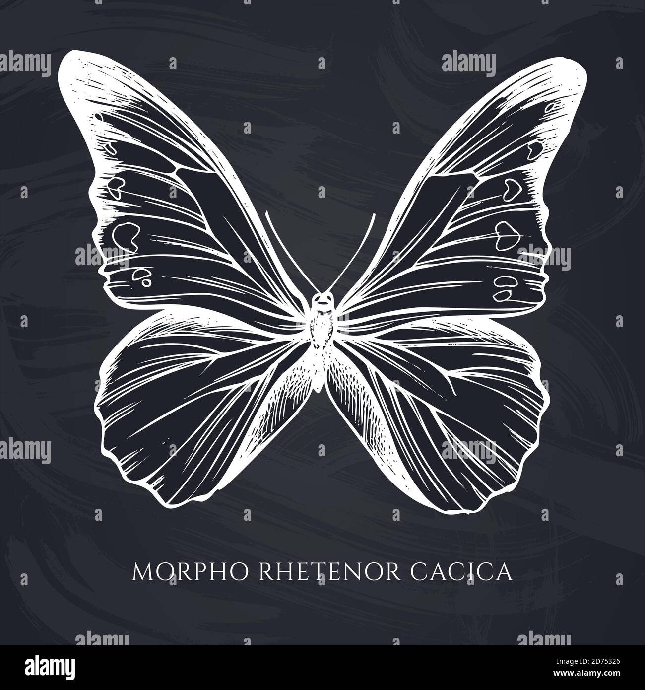 Vector set of hand drawn chalk blue morpho Stock Vector Image & Art - Alamy