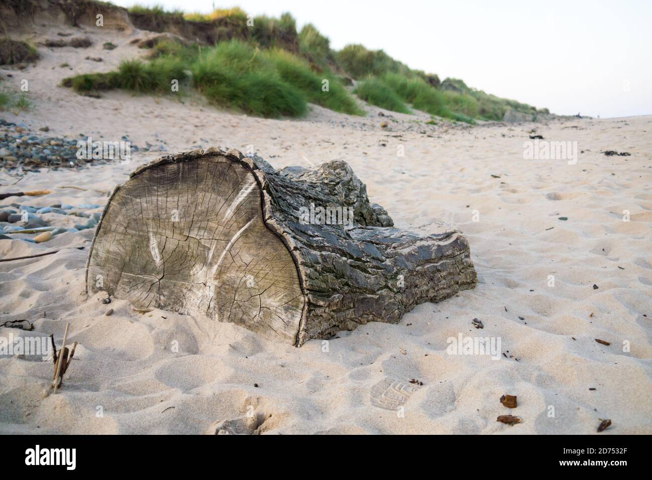 Large driftwood on beach hi-res stock photography and images - Alamy