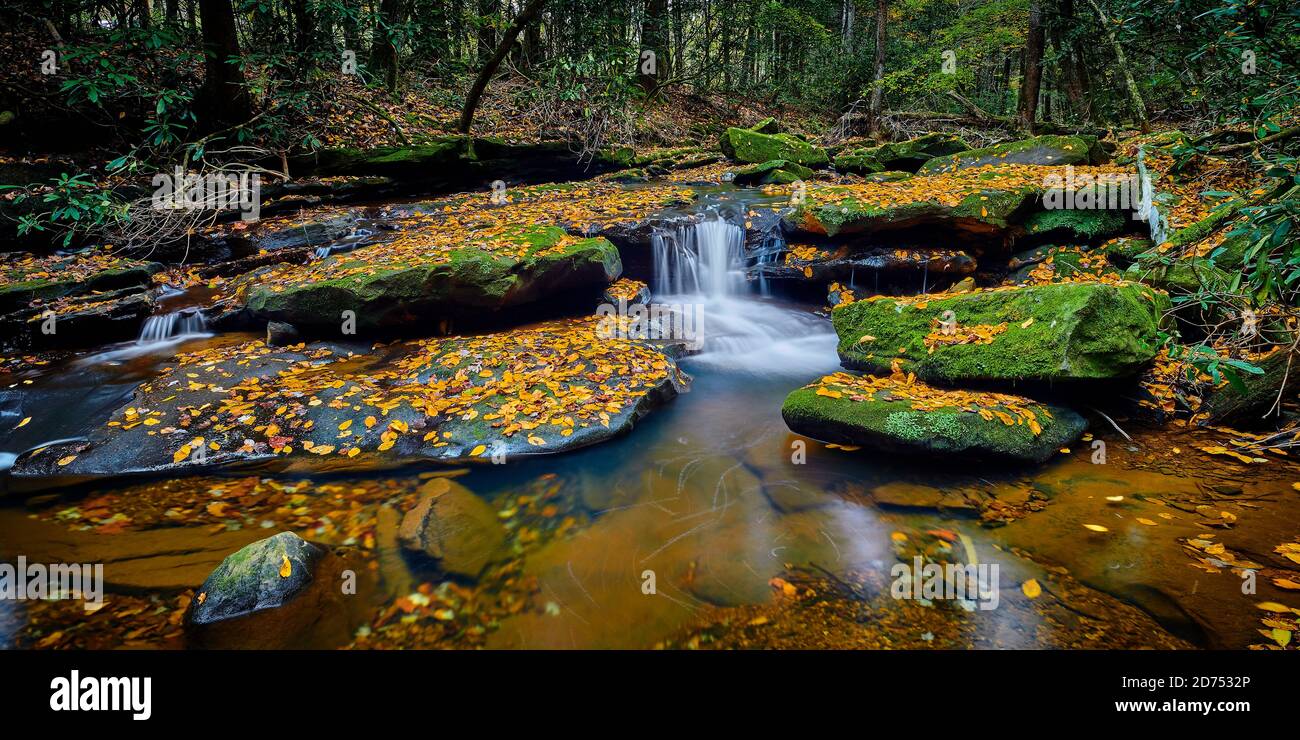 Small creek in forest near hi-res stock photography and images - Alamy