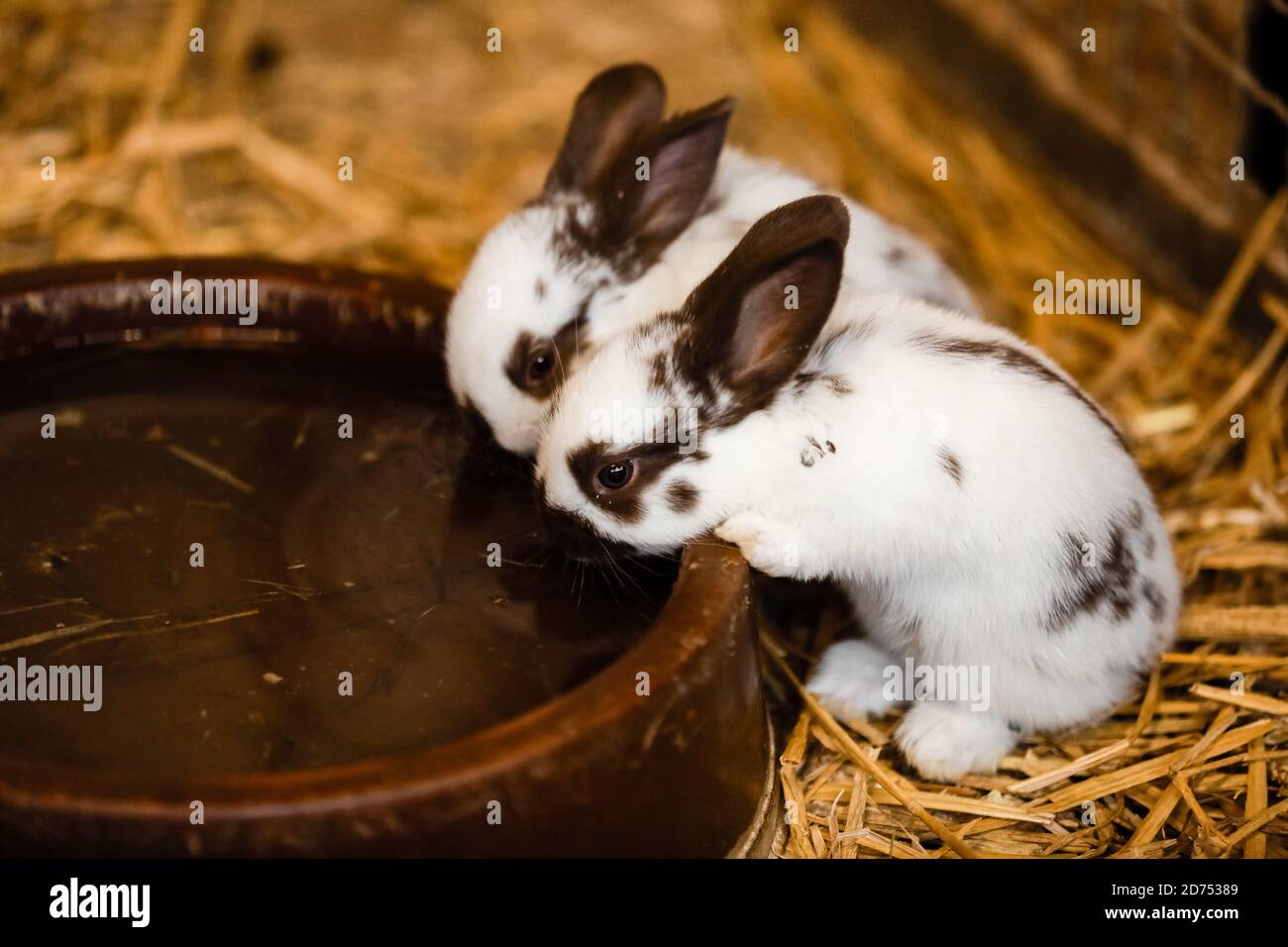 Two White Rabbits Drinking Water From Baked Clay Disc. selective focus ...