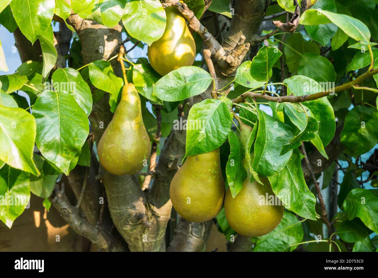 Conference pear tree hi-res stock photography and images - Alamy