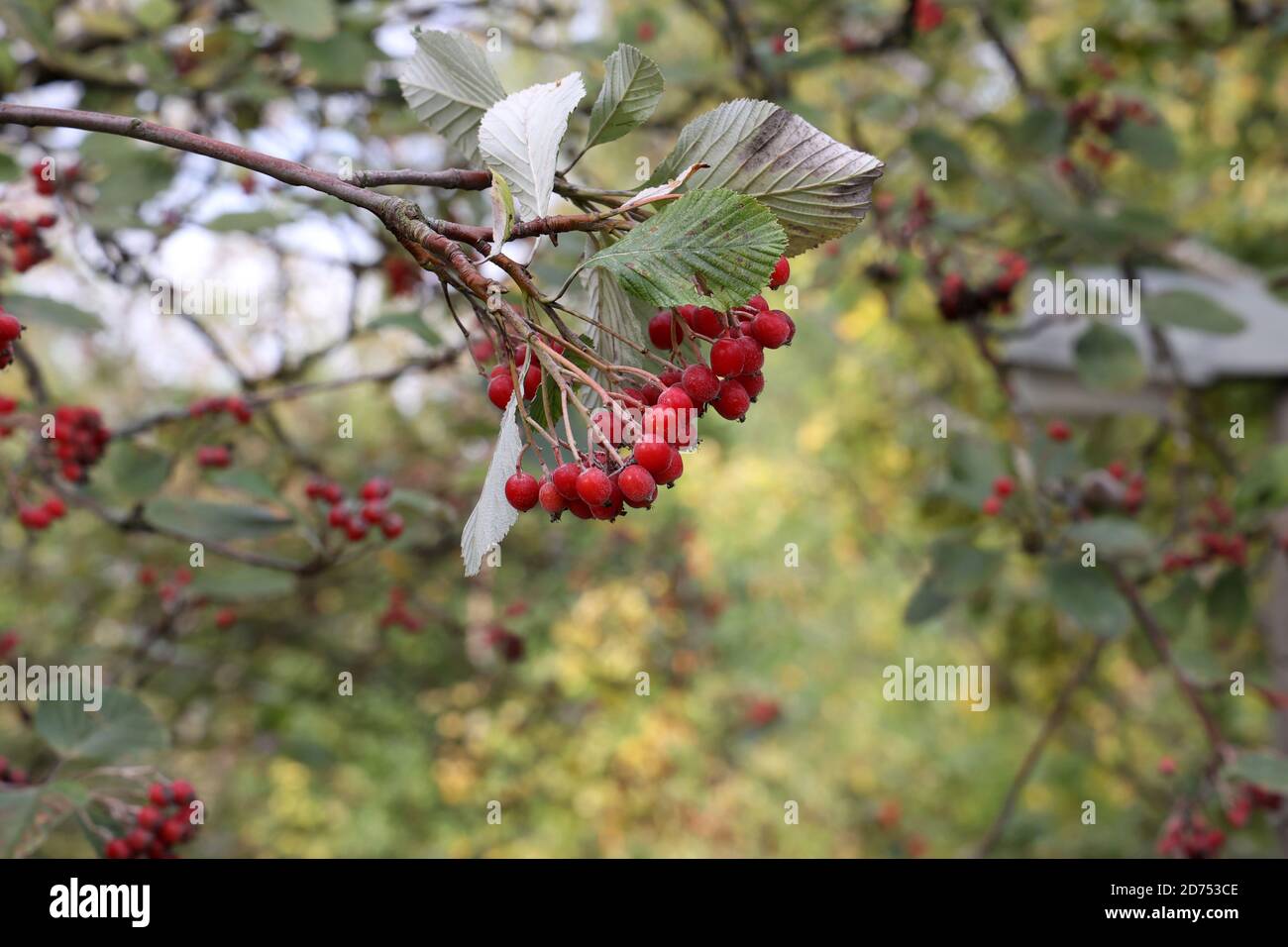 Beautiful red berries ripen hi-res stock photography and images - Alamy
