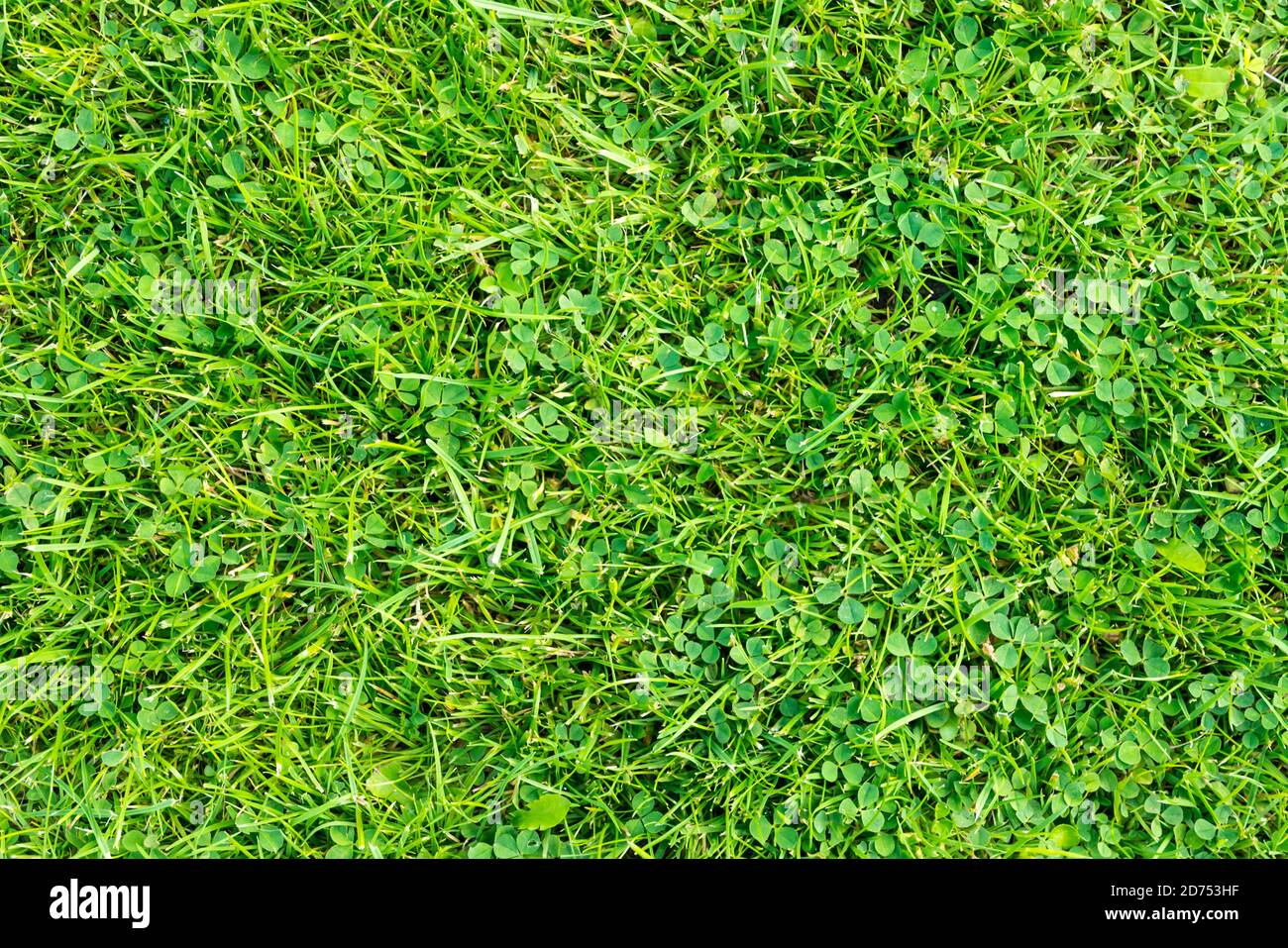 Uk lawn grass hi-res stock photography and images - Alamy