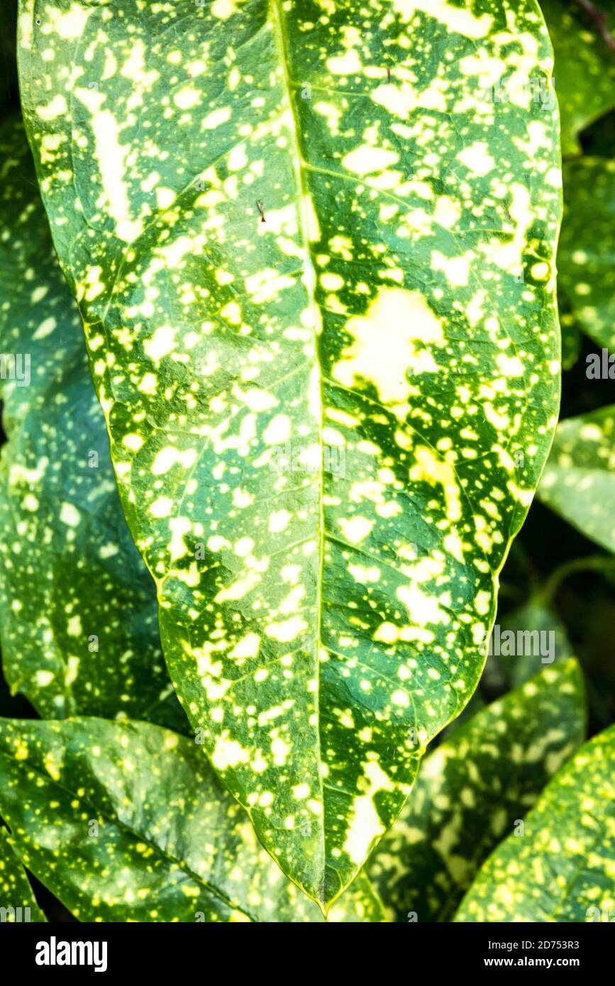 A Single Leaf from a Spotted Laurel Shrub (Aucuba Japonica Stock Photo ...