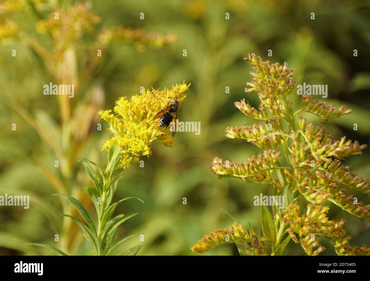 A bee pollinating the yellow goldenrod flower Stock Photo - Alamy