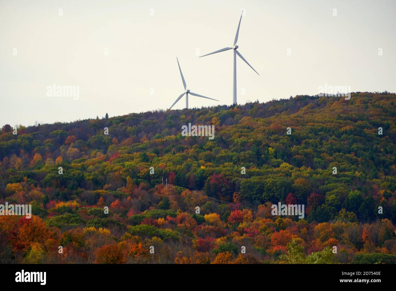 Windmills surrounded by striking color of fall foliage near Central ...