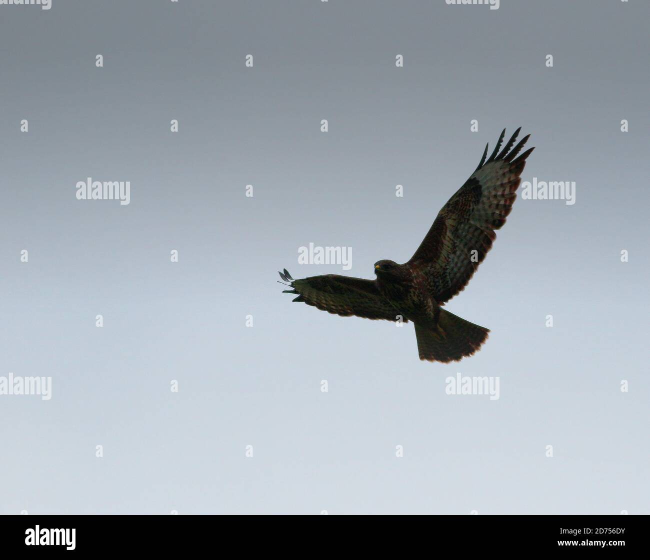 Buzzard in the creature hi-res stock photography and images - Alamy