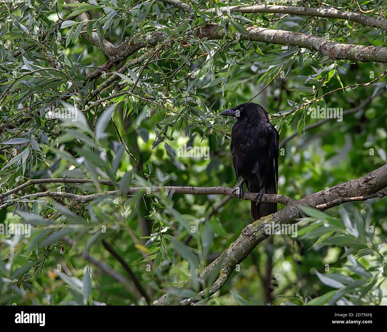 Black Crow just sitting Stock Photo - Alamy