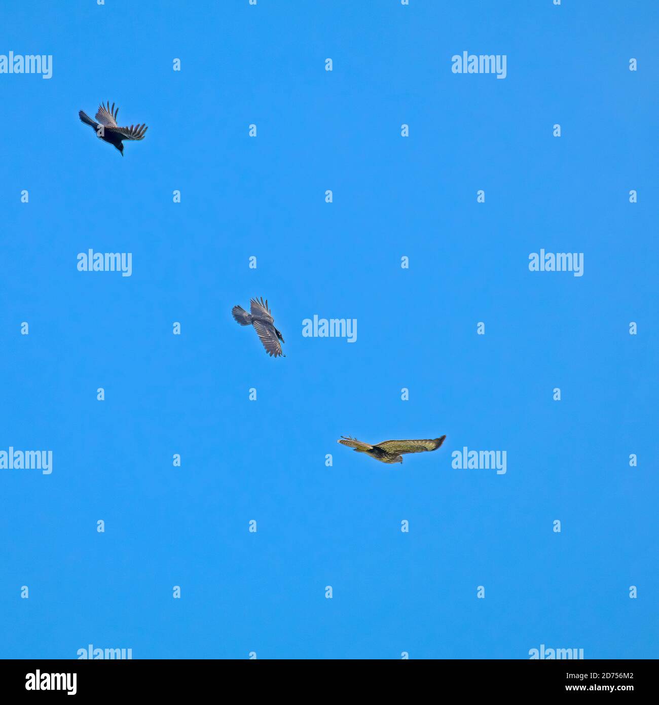 Crows fighting hi-res stock photography and images - Alamy