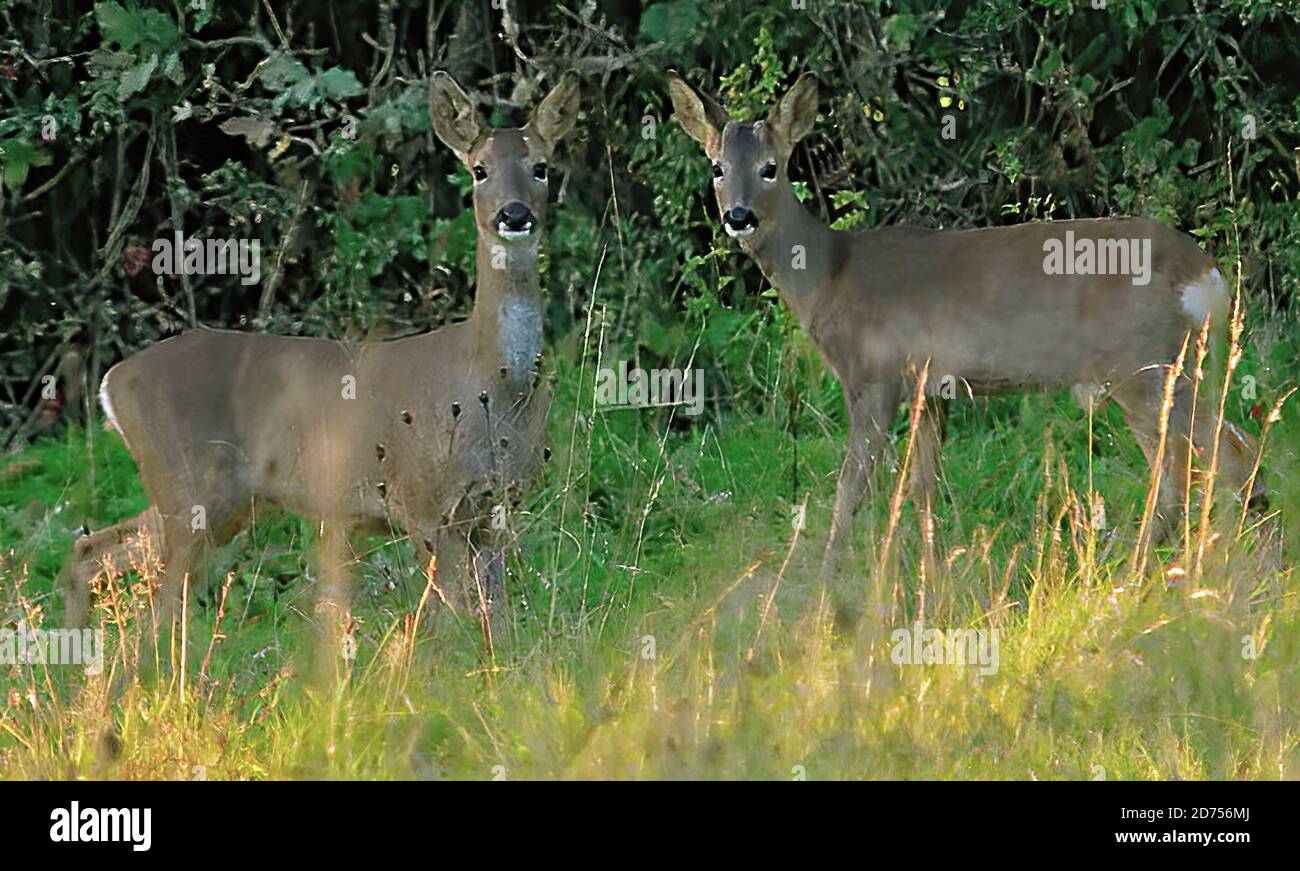 Two deer close to each other staring forwards Stock Photo - Alamy