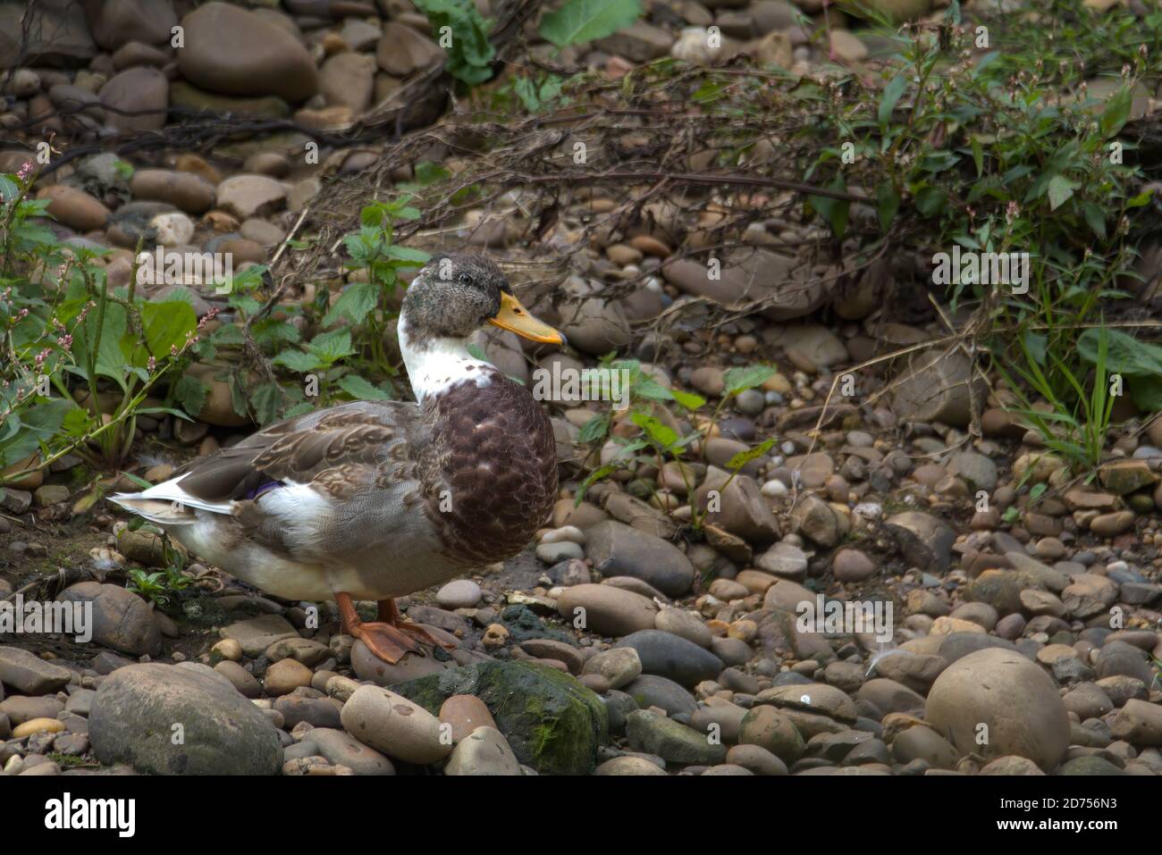 Duck on river in unusual pose Stock Photo - Alamy