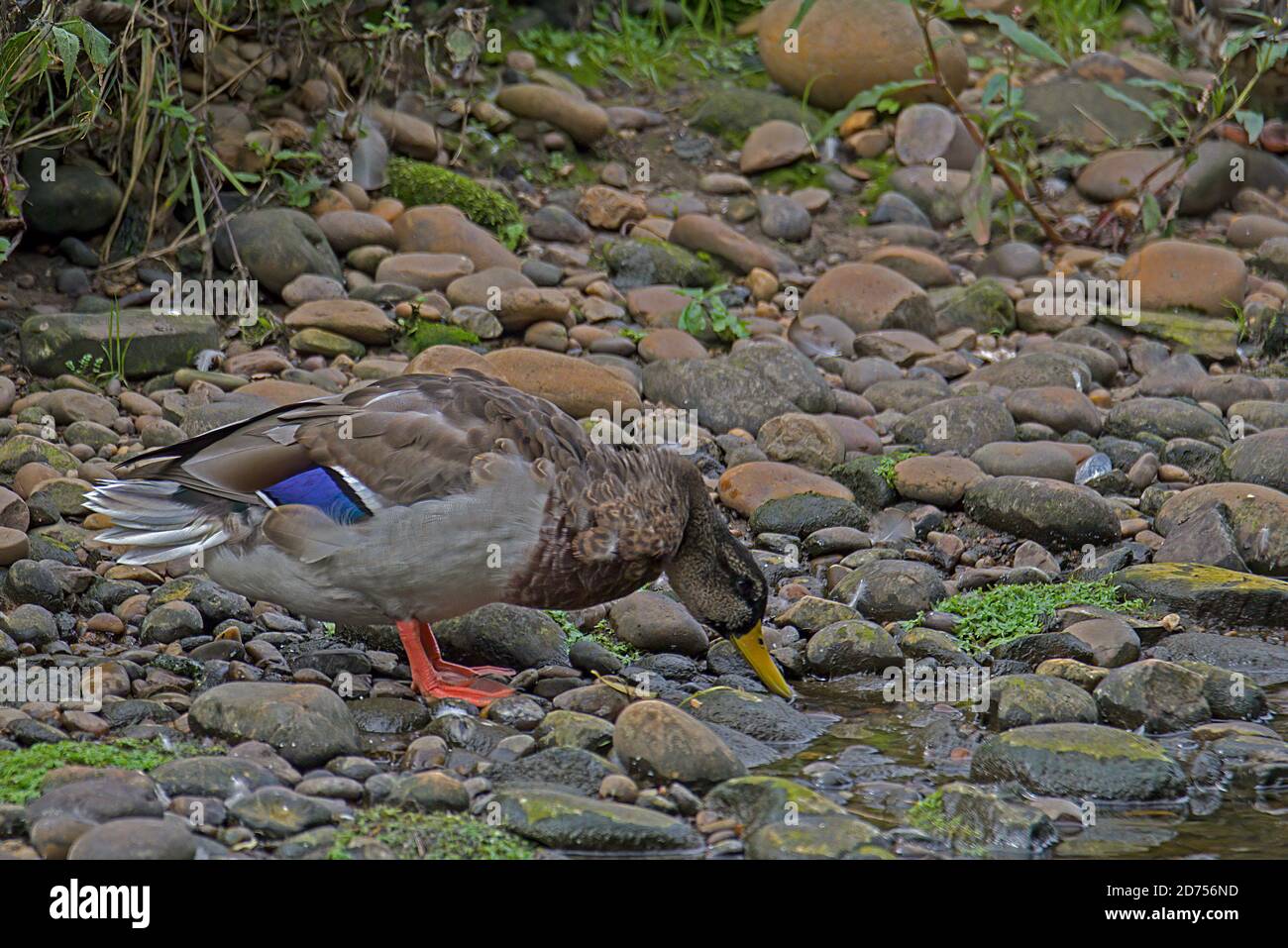 Duck on river in unusual pose Stock Photo - Alamy