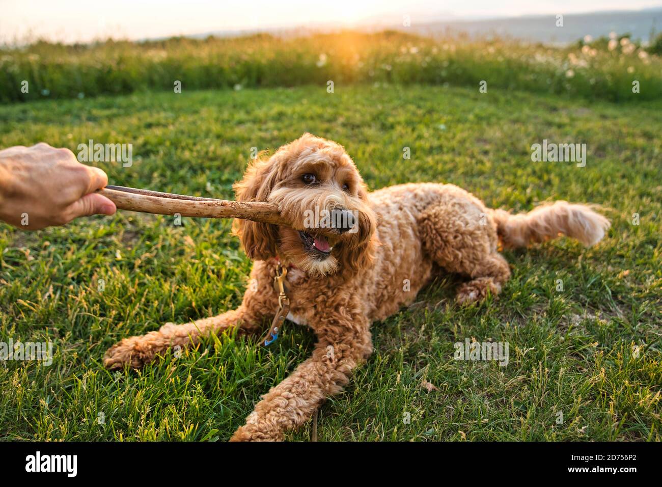 A cute dog at the sunset having fun as a puppy in a park play with wood ...