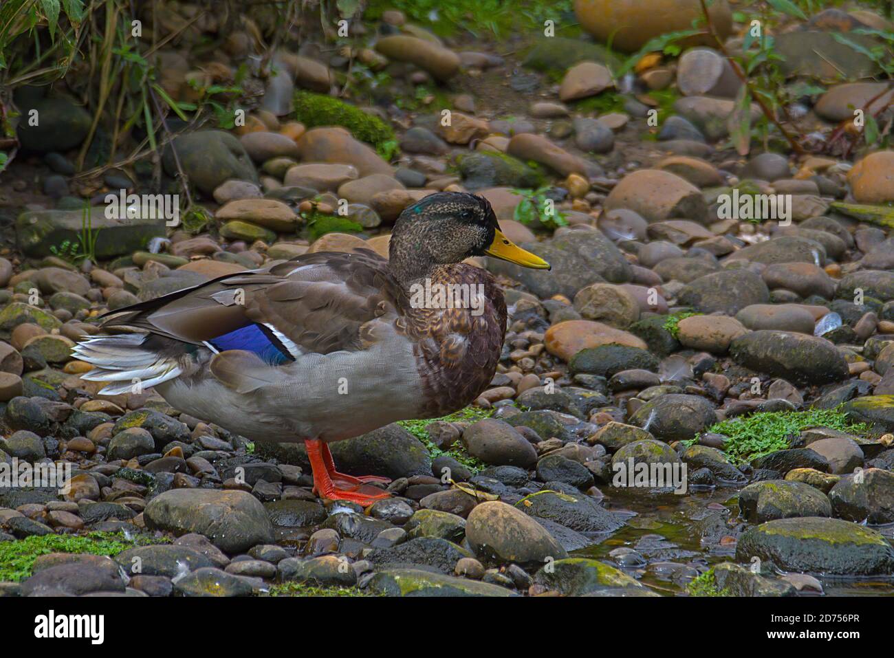Duck on river in unusual pose Stock Photo - Alamy