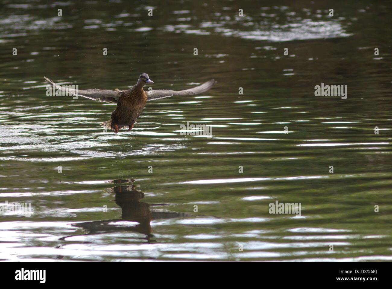 Duck on river in unusual pose Stock Photo - Alamy