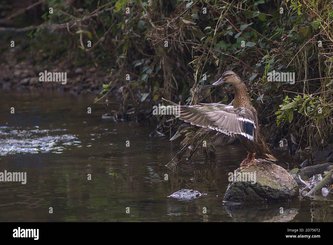 Duck on river in unusual pose Stock Photo - Alamy