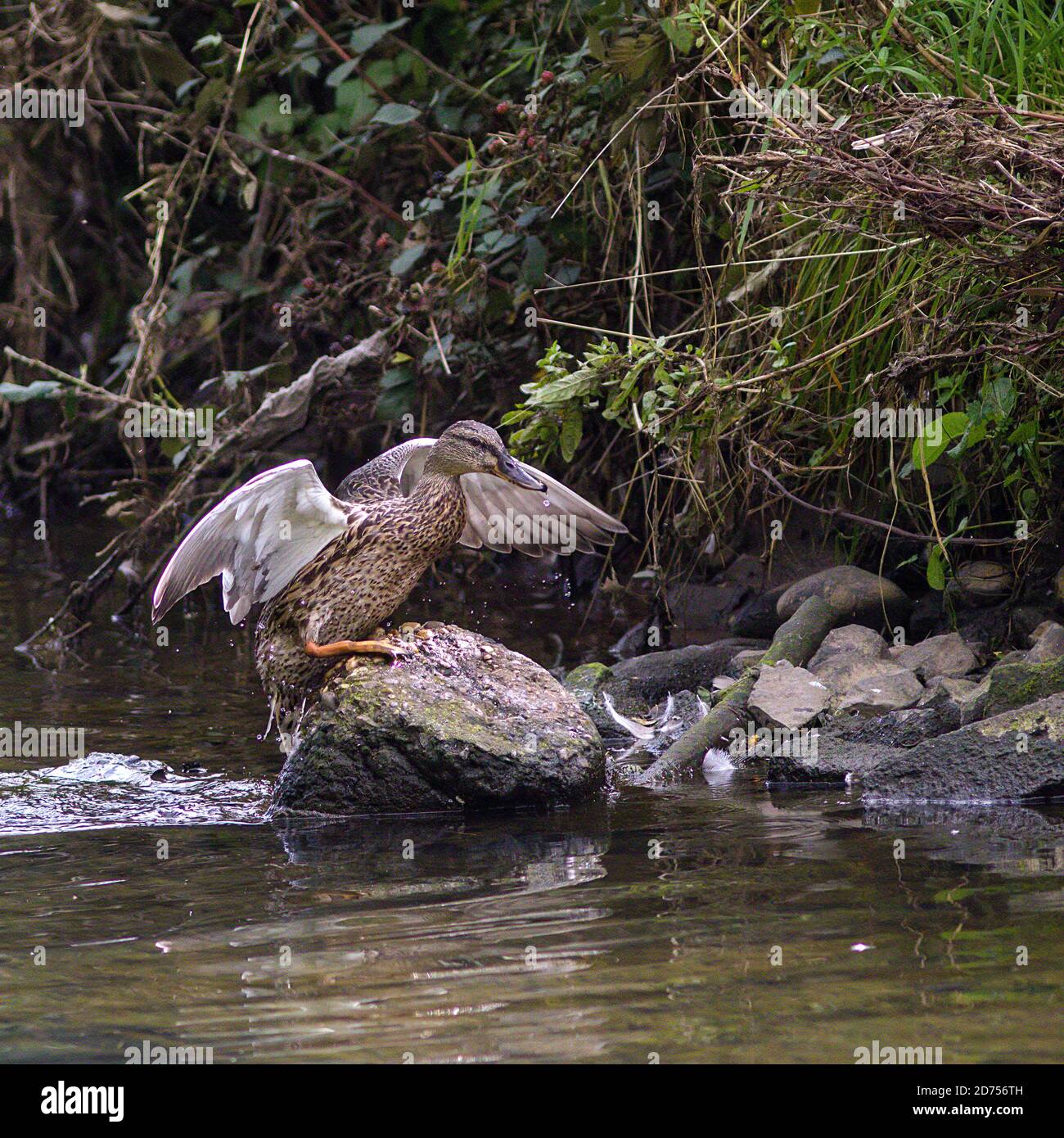 Duck on river in unusual pose Stock Photo - Alamy