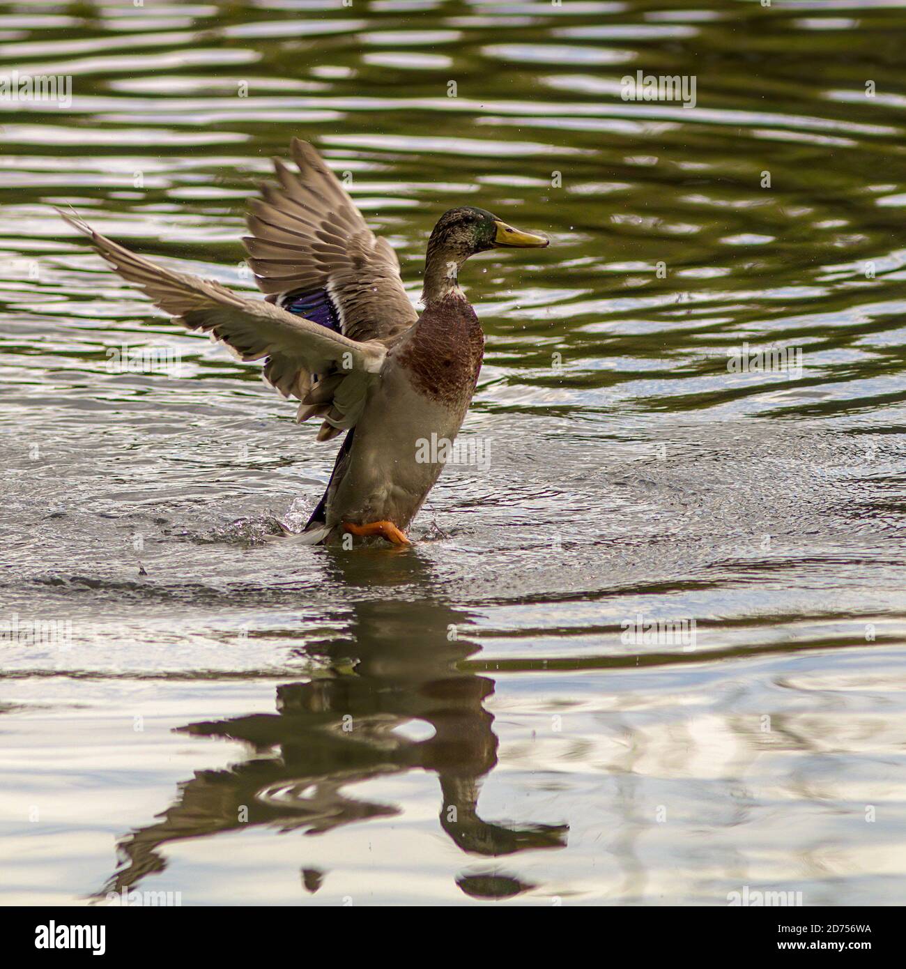 Duck on river in unusual pose Stock Photo - Alamy