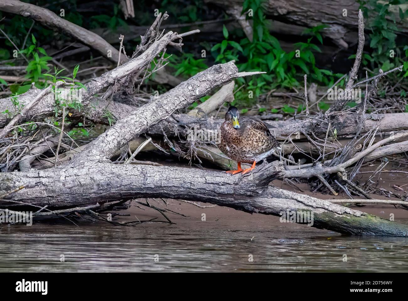 Duck on river in unusual pose Stock Photo - Alamy