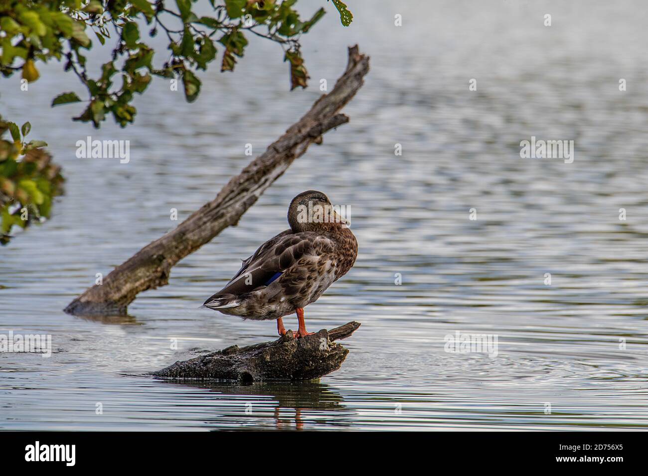 Duck on river in unusual pose Stock Photo - Alamy