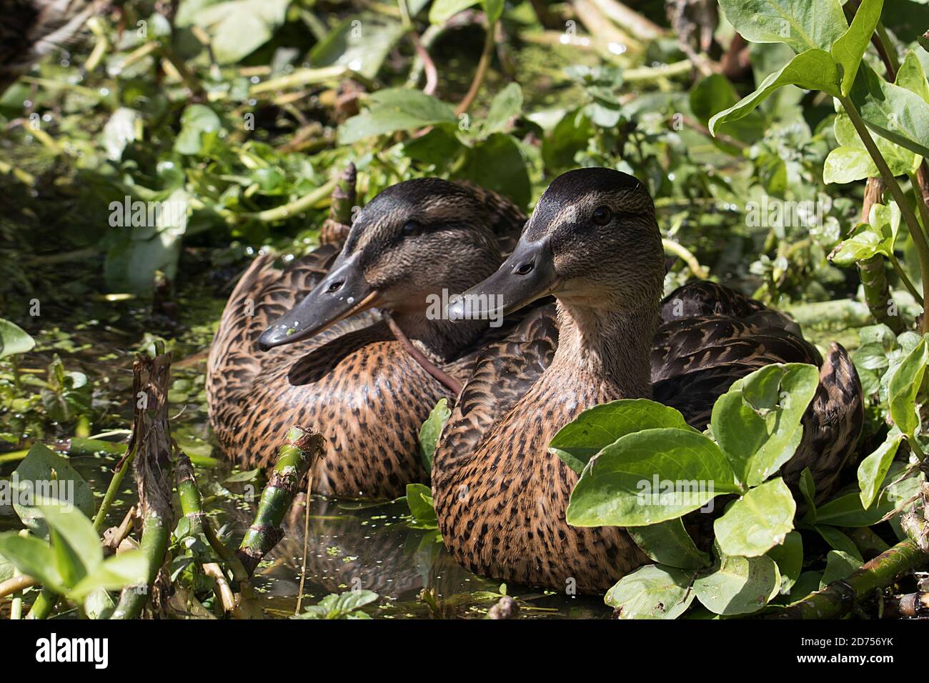Duck on river in unusual pose Stock Photo - Alamy