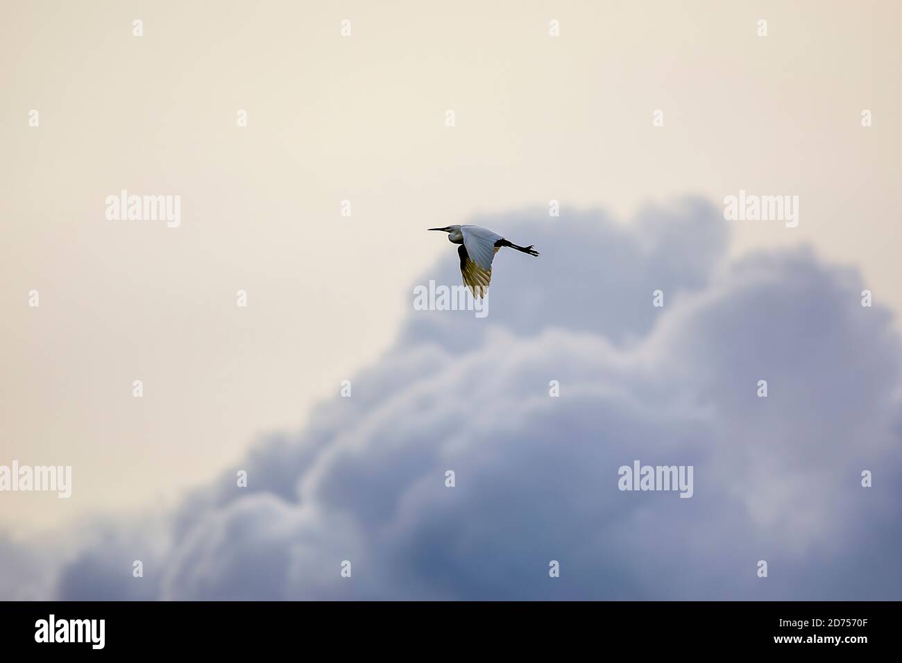 Flying through rain hi-res stock photography and images - Alamy