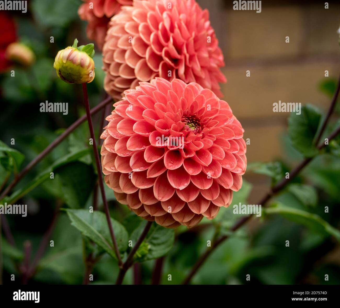 Lovely coloured flower Stock Photo - Alamy