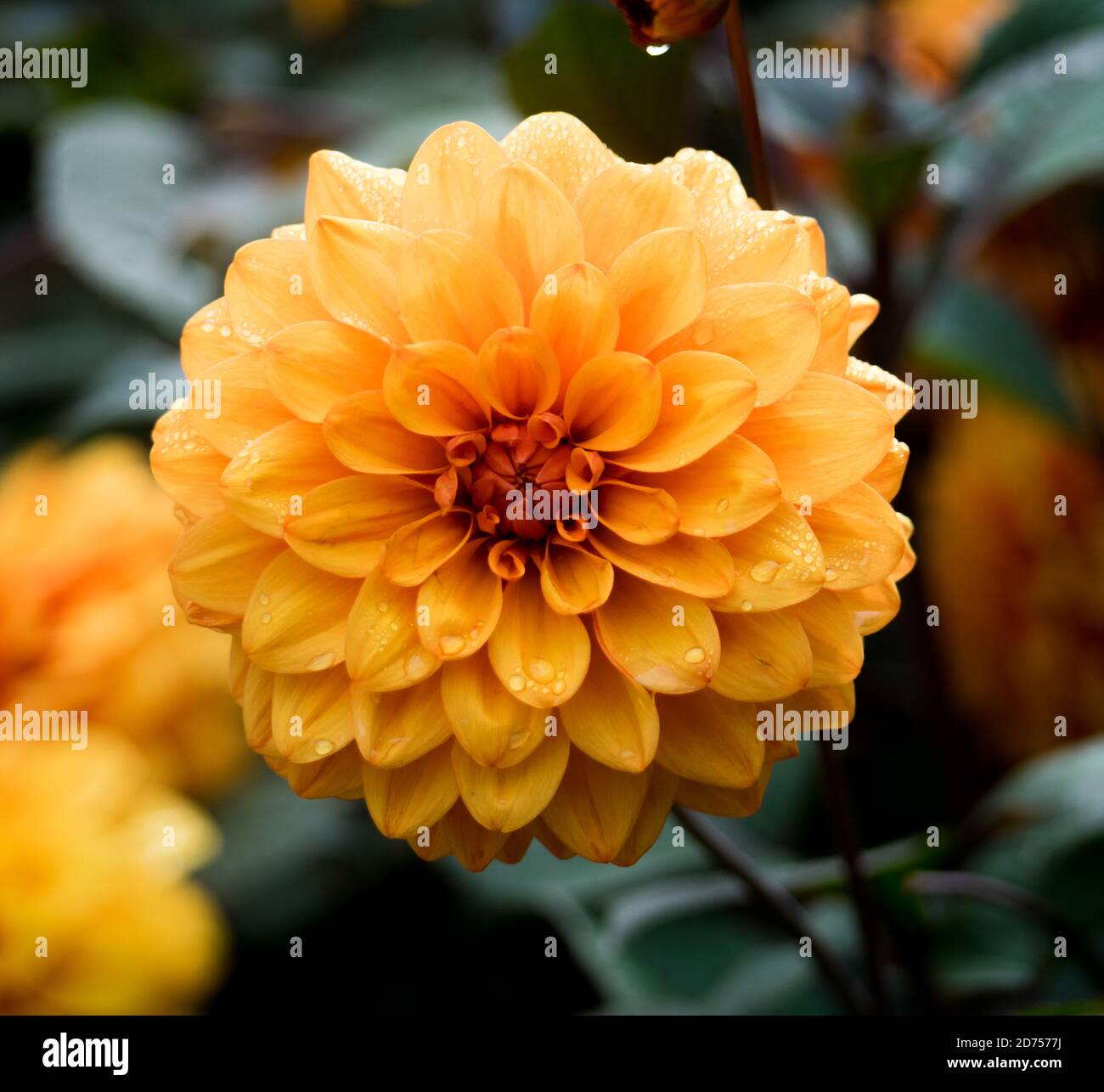 Lovely coloured flower Stock Photo - Alamy