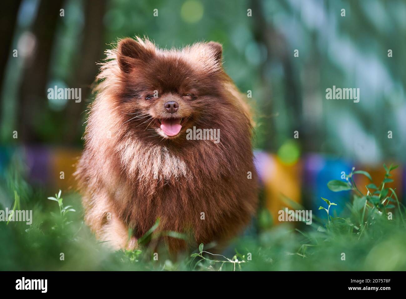 Indian Spitz Brown