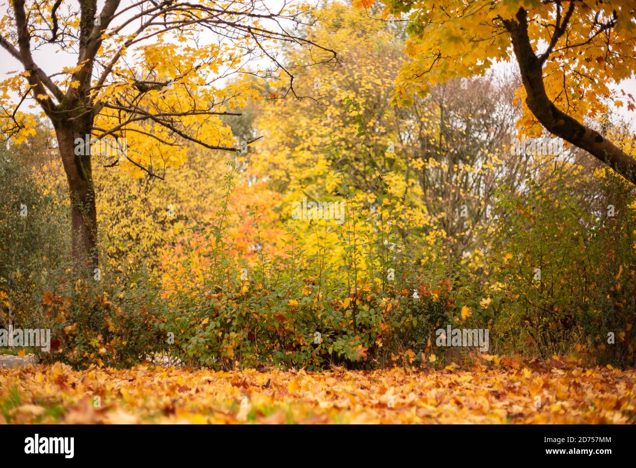Foliage and woods, trees with strong autumnal or fall colour, England ...