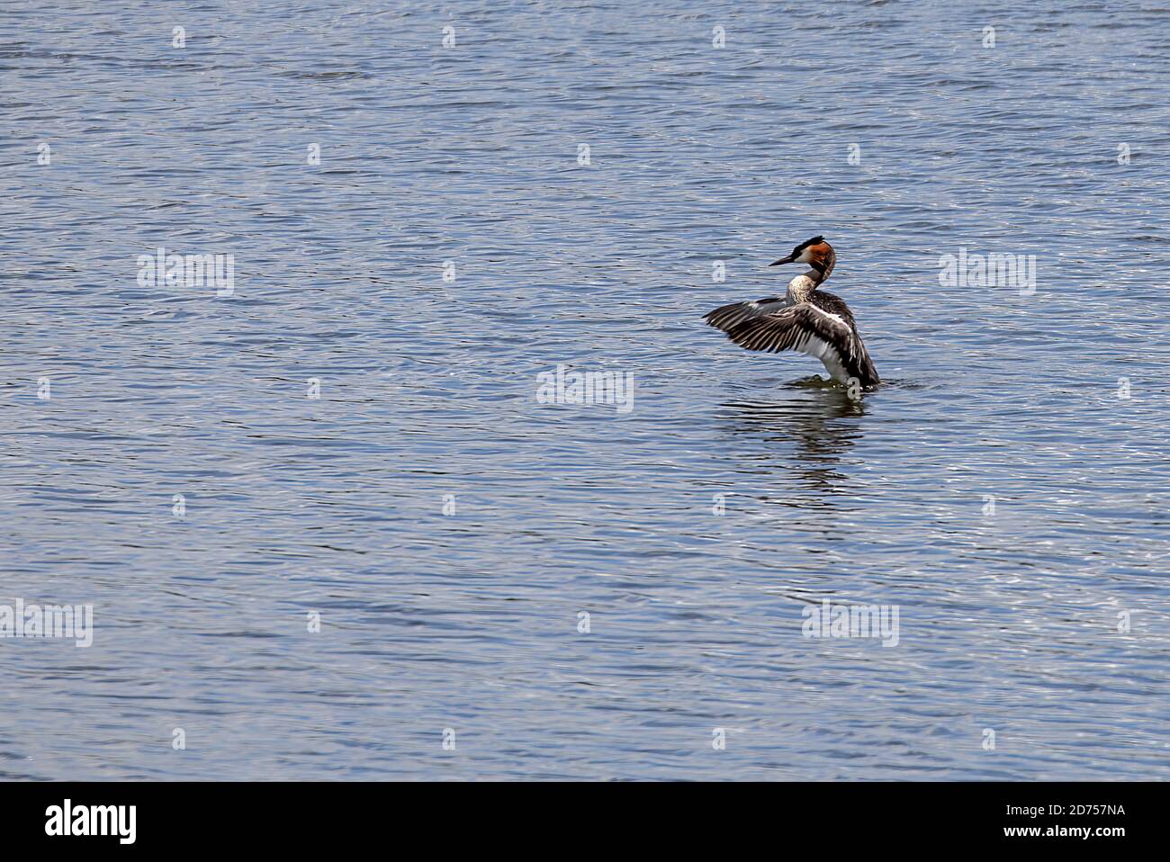 Grebe flapping on the lake Stock Photo - Alamy