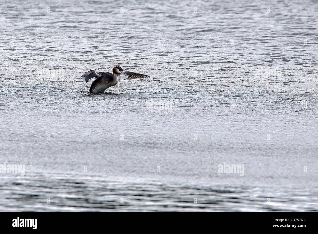 Grebe flapping on the lake Stock Photo - Alamy