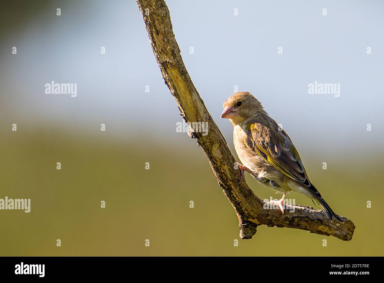 Green finch perched in tree close up Stock Photo - Alamy