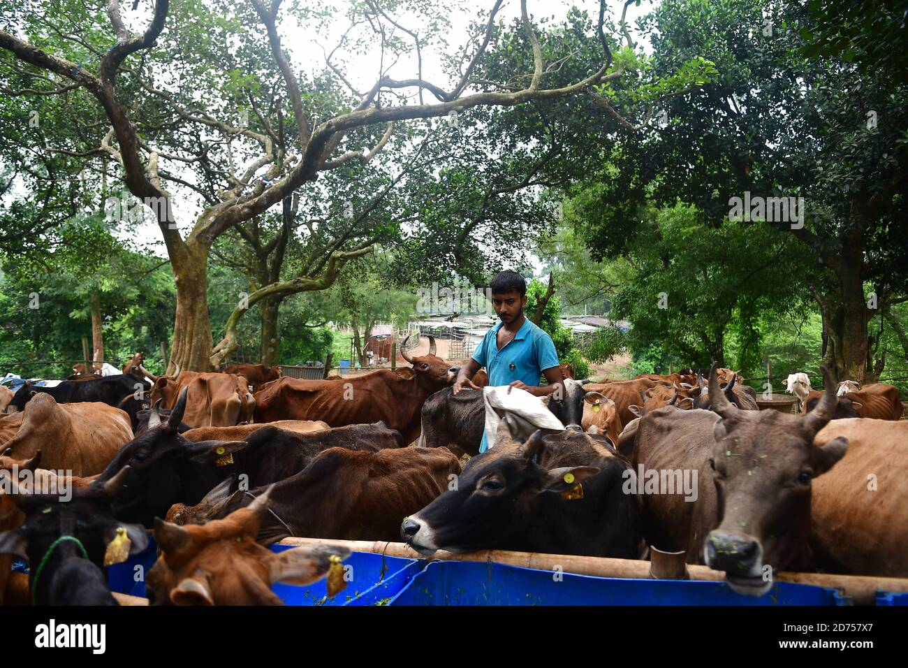 Workers giving food and medication to around 1300 cattle who were ...