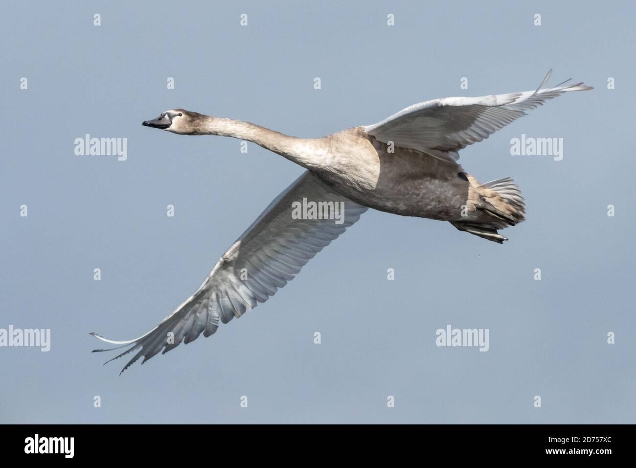 Cygnet in flight hi-res stock photography and images - Alamy