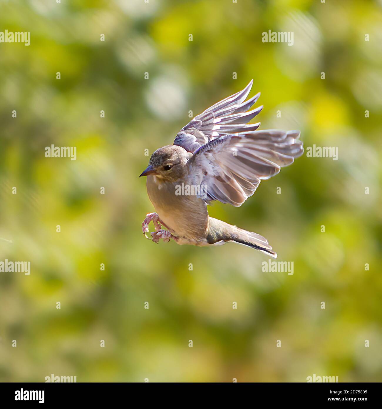 Green finch in mid flight Stock Photo - Alamy