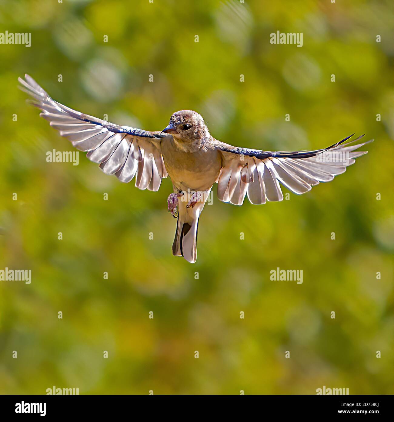 Green finch in mid flight Stock Photo - Alamy