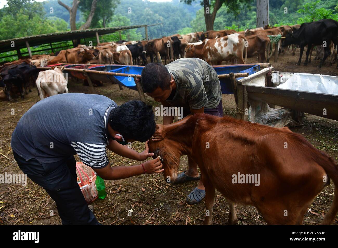 Workers giving food and medication to around 1300 cattle who were ...